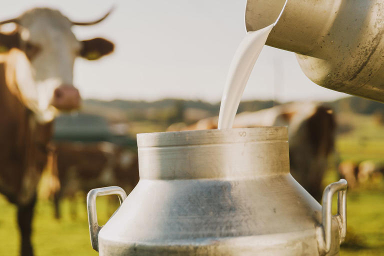 Nearly 60 people sickened after drinking raw milk in Idaho