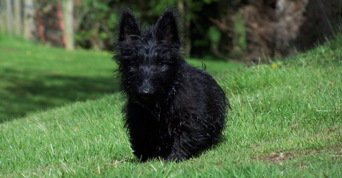 People call these 14 dog breeds unfriendly – owners strongly disagree