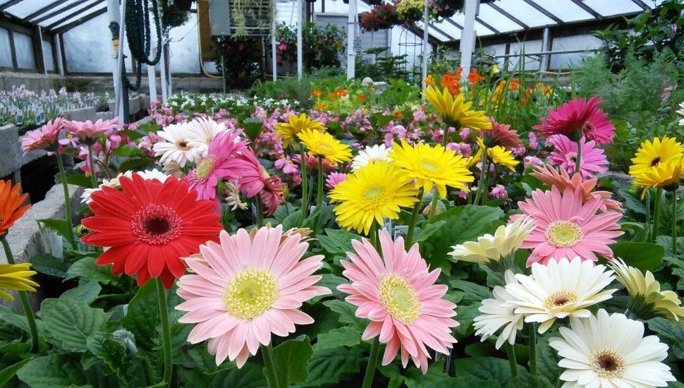 10 Bucks County garden centers where locals actually buy their plants ...