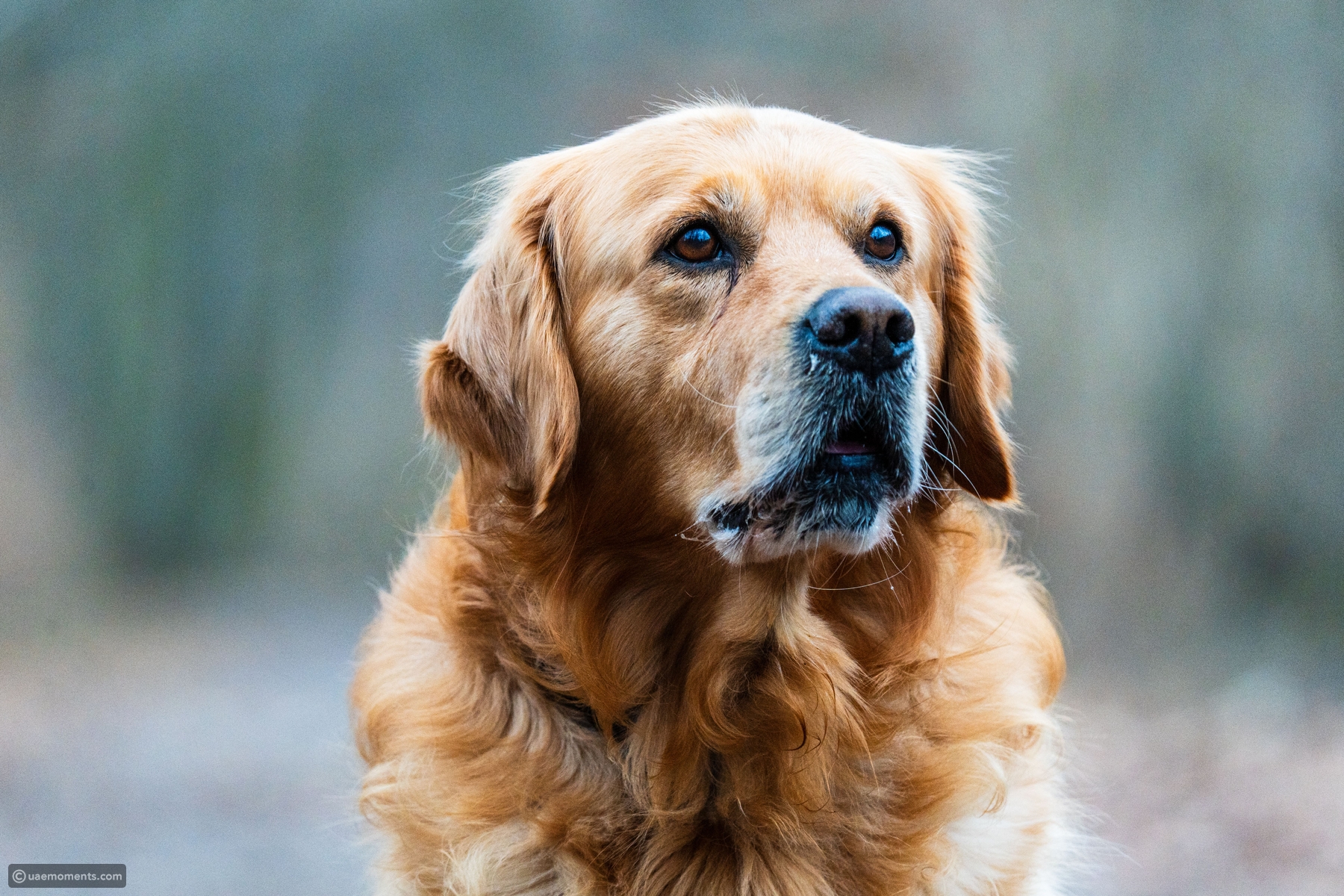 Smart minds and 15 dog breeds they love most