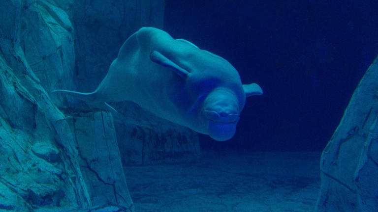Scientists tracked 600 beluga whales in Alaska’s Bristol Bay for 13 ...