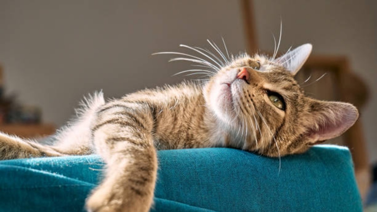 What your cat is really trying to tell you through body language