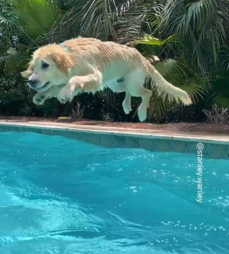 'The pool is mine now': 26 golden retrievers living their most aquatic ...