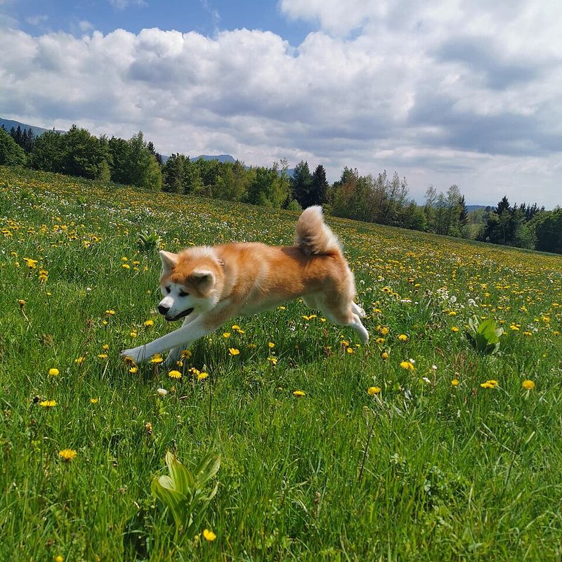 People call these 14 dog breeds unfriendly – owners strongly disagree