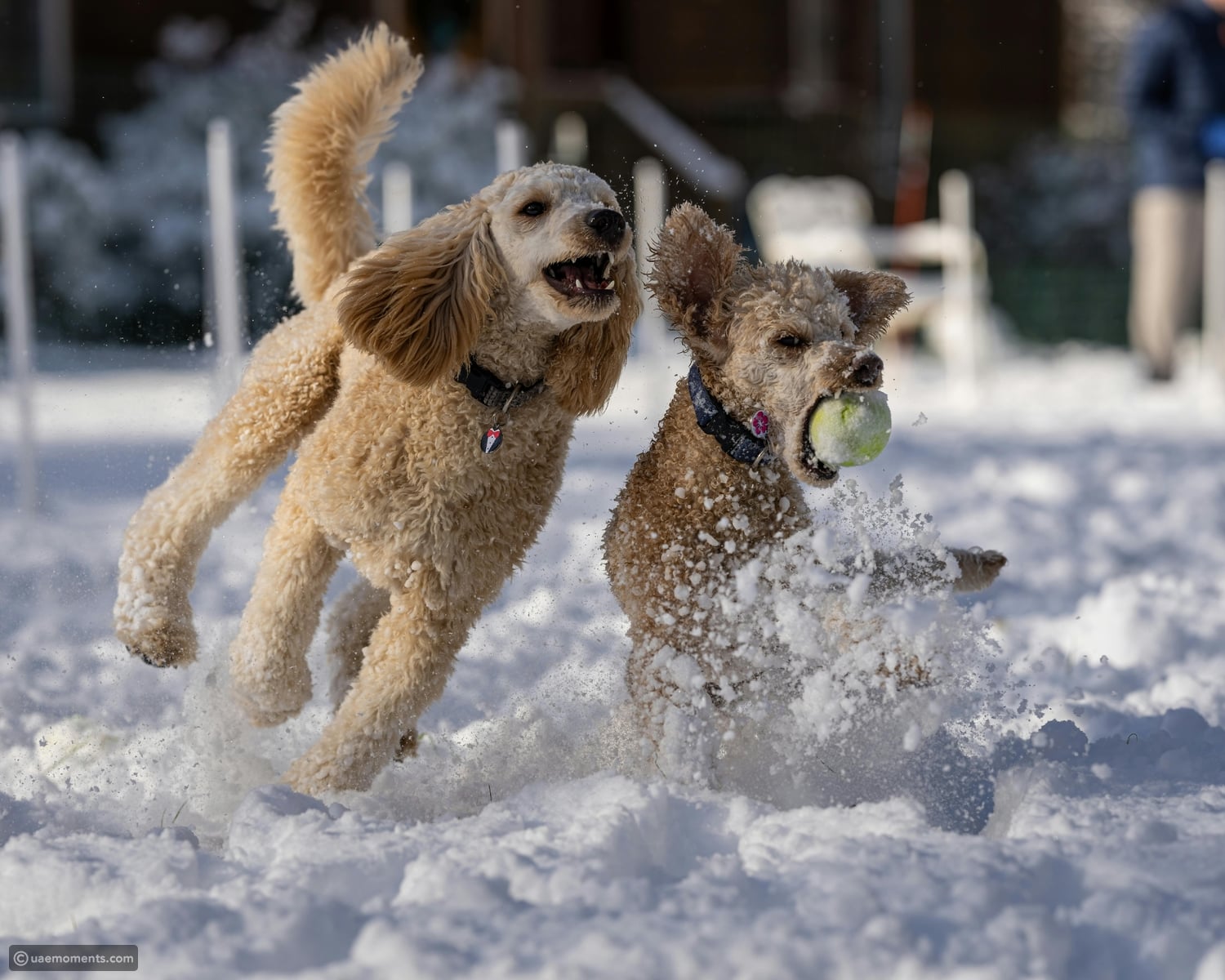 Smart minds and 15 dog breeds they love most