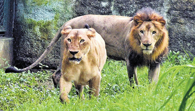 Gujarat’s Asiatic lion health scare eases, but fresh lioness death ...