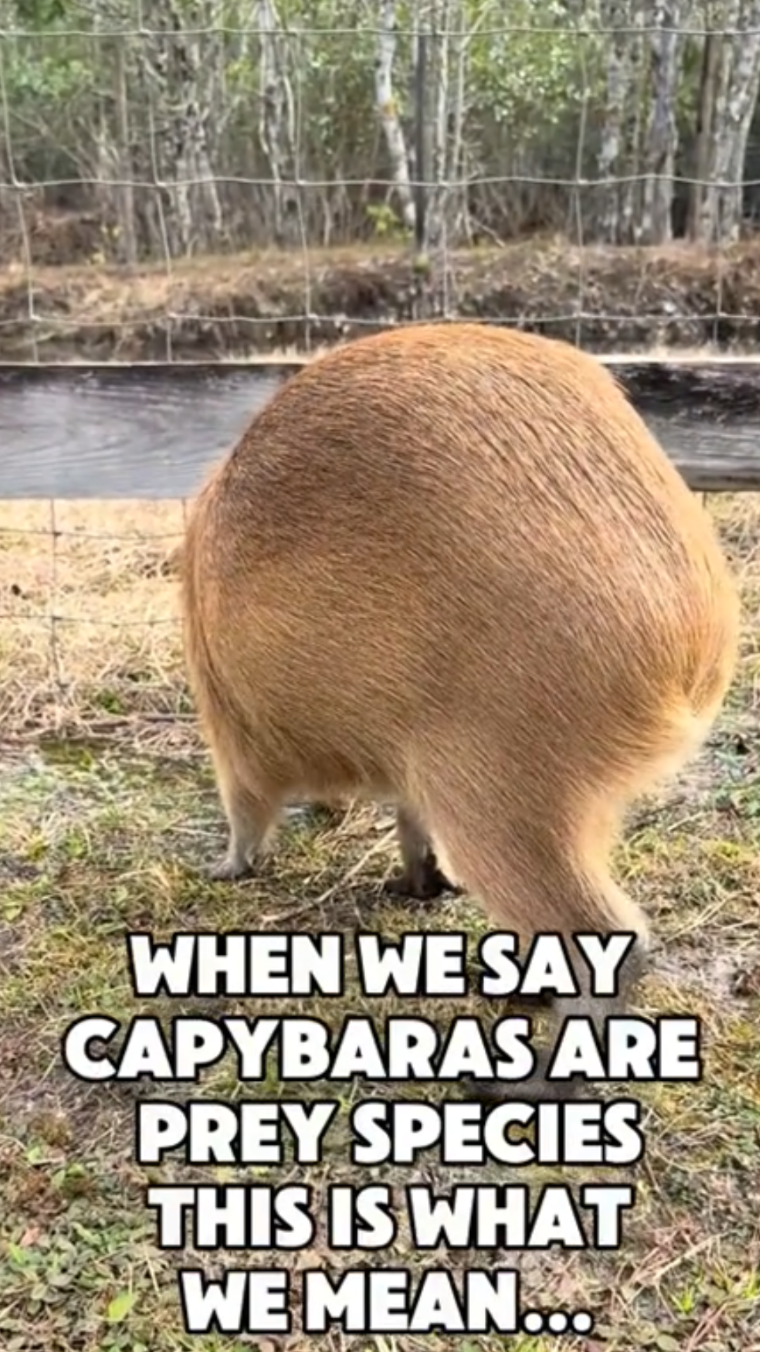 The wild side of Cheesecake the capybara revealed