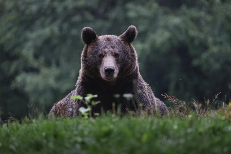 Après avoir blessé quatre personnes, un ours qui « a déverrouillé la ...