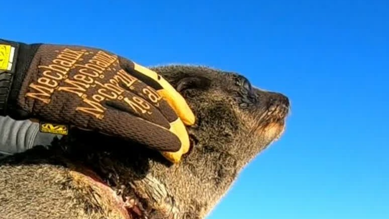 This poor baby seal was growing into his own death sentence