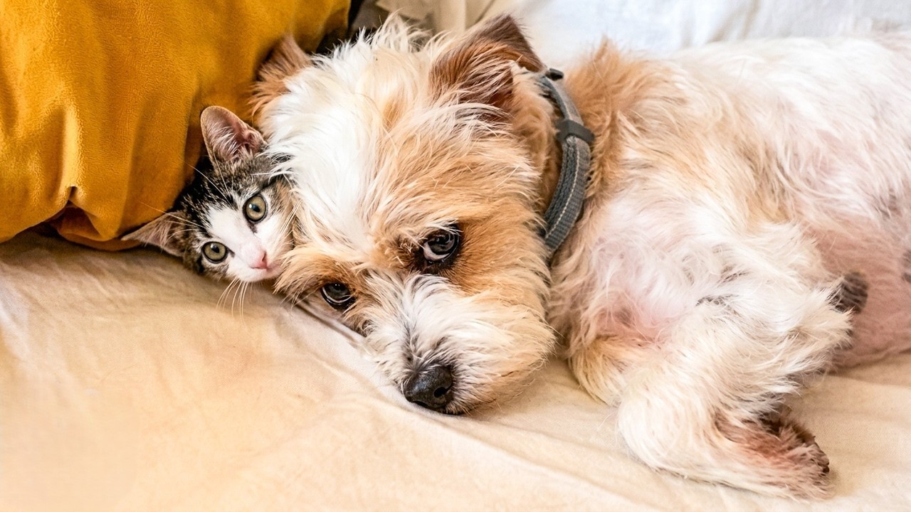 Rescue dog and tiny kitten became best friends - and now they refuse to ...