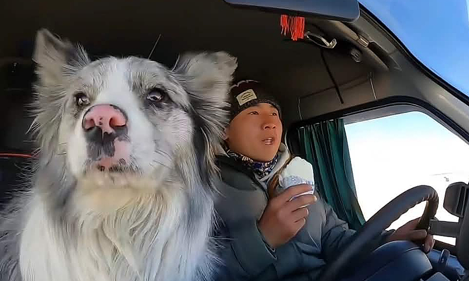 Chinese celebrity dog with 1.5 million followers stolen, sold for US$25 ...