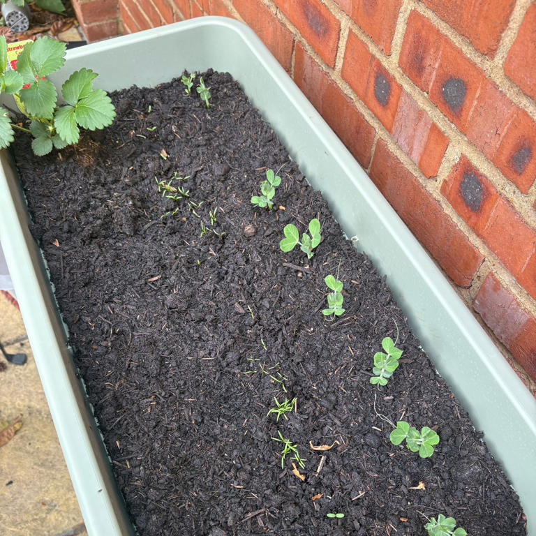 This compact grow table is the perfect way to start a vegetable patch ...