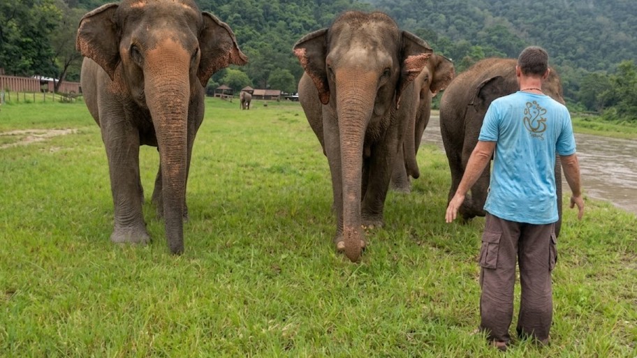Pensava che l'elefante stesse bluffando - poi l'animale ha abbassato le ...