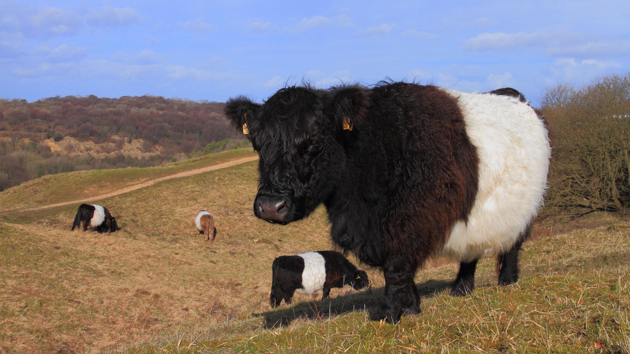 Farm sorry for 'unprecedented' cattle cull