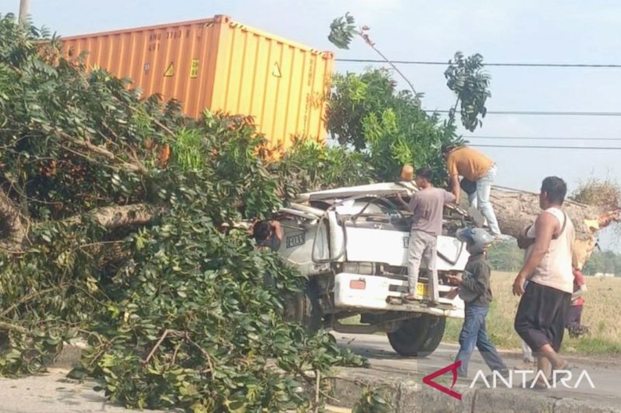 Pohon tumbang timpa truk kontainer di Karawang, dua orang meninggal dunia
