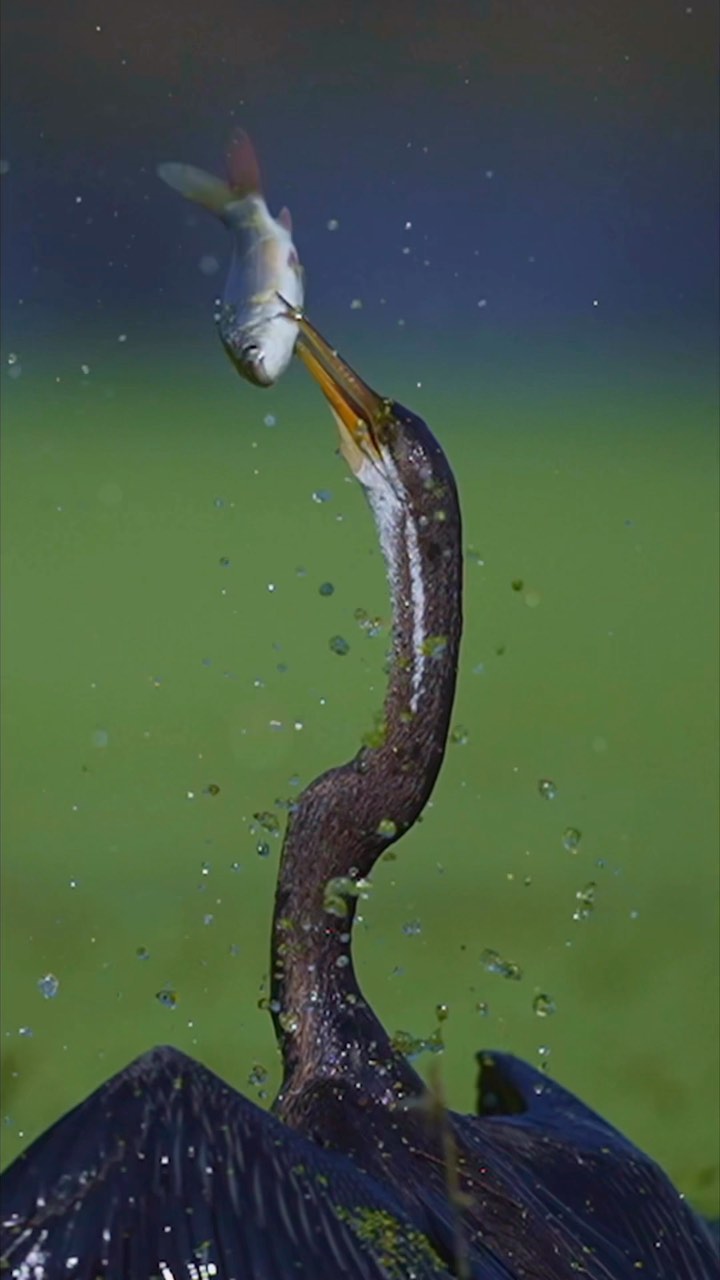 Intense fight for the fish