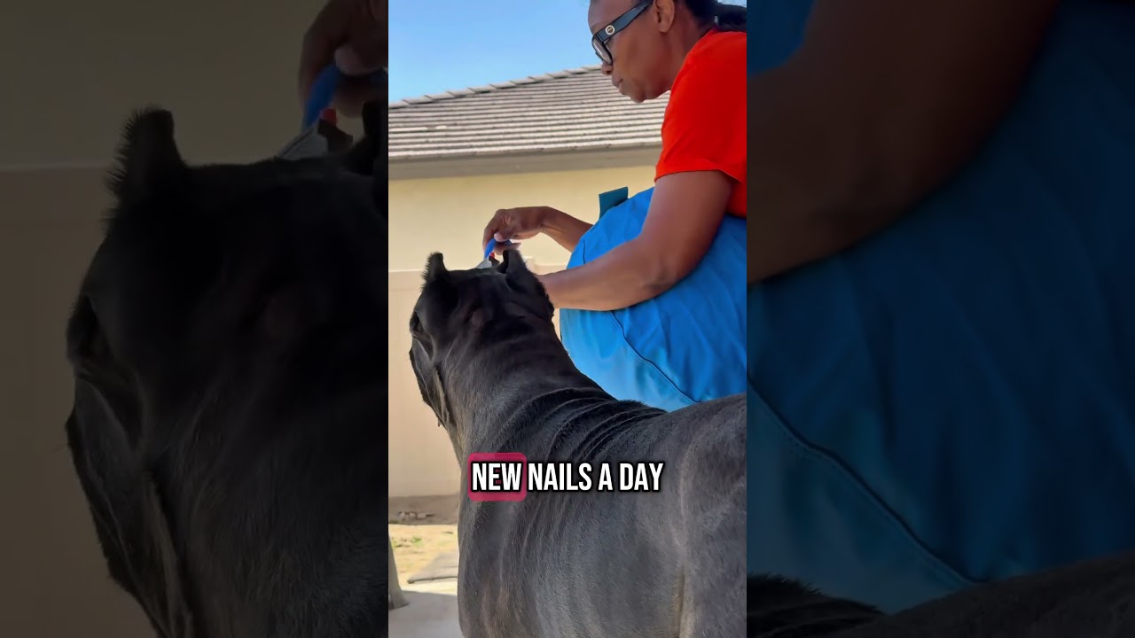 Cane corso's latest habit has owner concerned