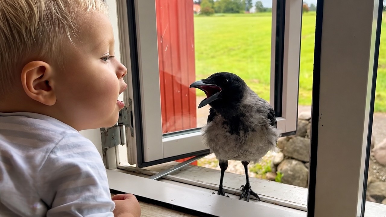 Wild crow knocked on a little boy’s window every day - and became his ...