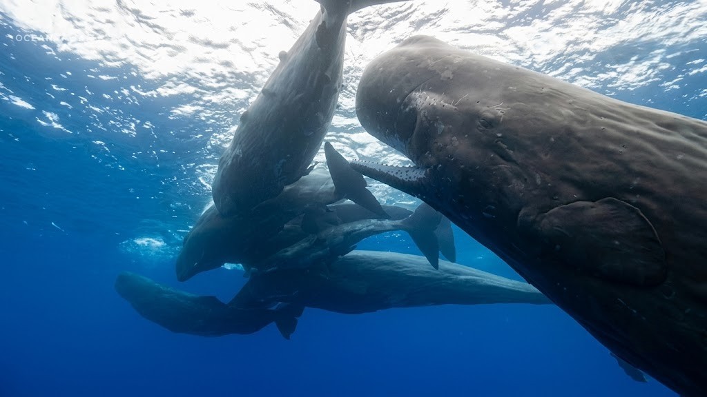 He strapped a camera to a 50-ton whale - and captured something no ...