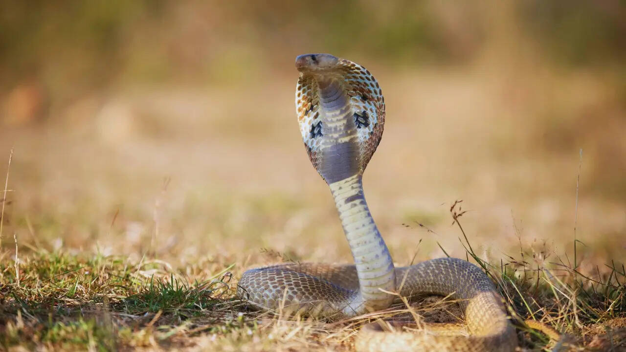 9 iconic snakes of India's Western and Eastern Ghats
