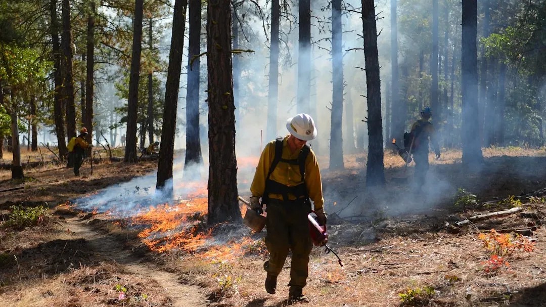 The 6 American forests ecologists are quietly mourning