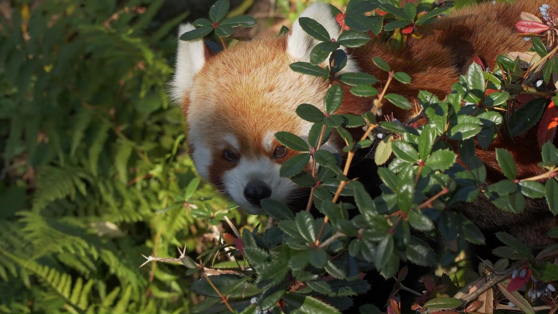 Rare Moment Showing How A Red Panda Lives In Wildlife