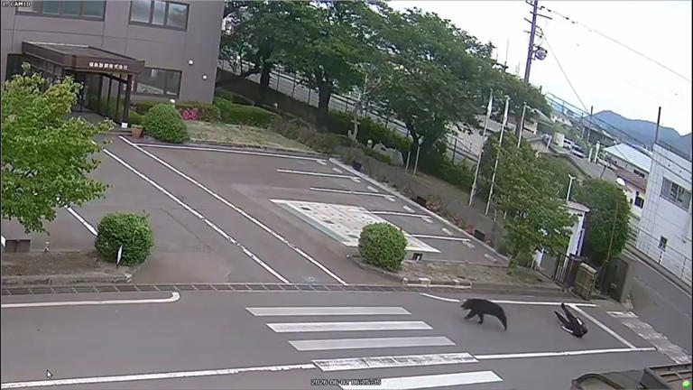 Intelligent bear shut in factory escapes after opening window