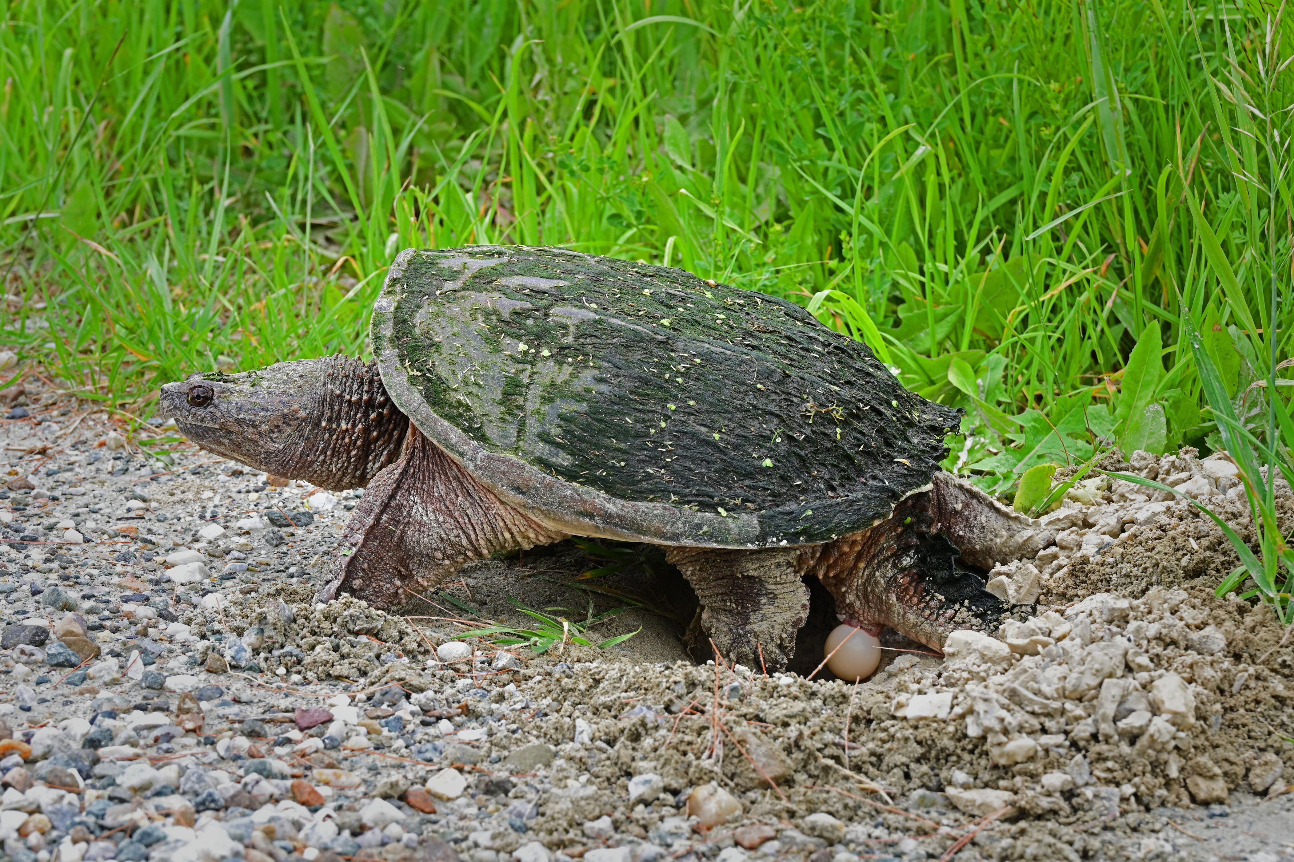 Ga. police officer tries to wrangle snapping turtle in viral video