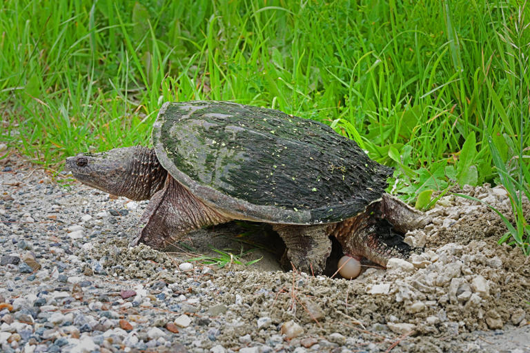 Ga. police officer tries to wrangle snapping turtle in viral video