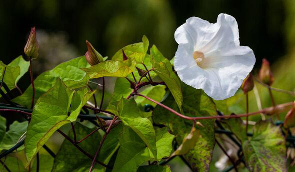 Stop persistent weeds from growing back with expert's simple weekly task