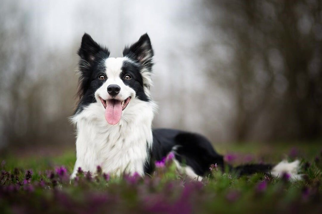 Border collie with 1.5 million followers stolen, sold to a restaurant ...