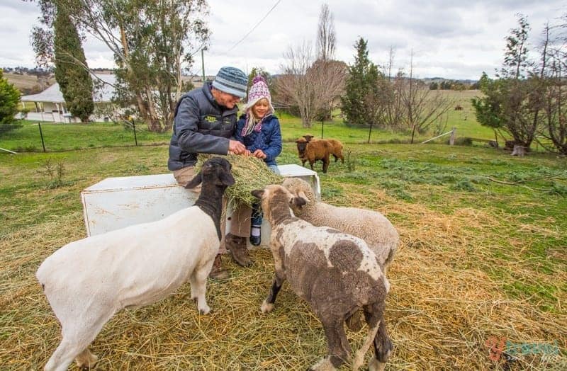 18 awesome things to do in Bathurst, NSW with kids [2026 update]
