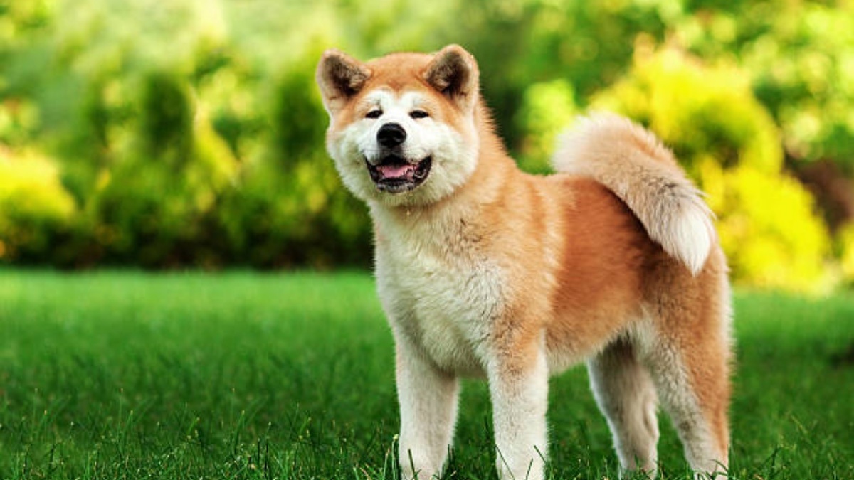 What dog breed matches your personality? Your birth month may hold the ...