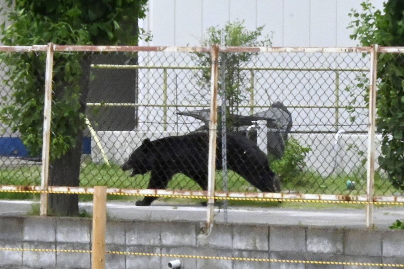 'Clever' bear that can use tap and open windows on rampage despite ...