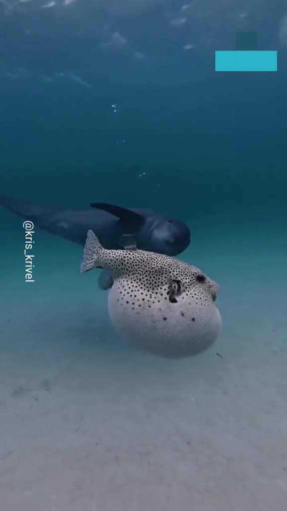 Diver films unexpected encounter between dolphins and pufferfish