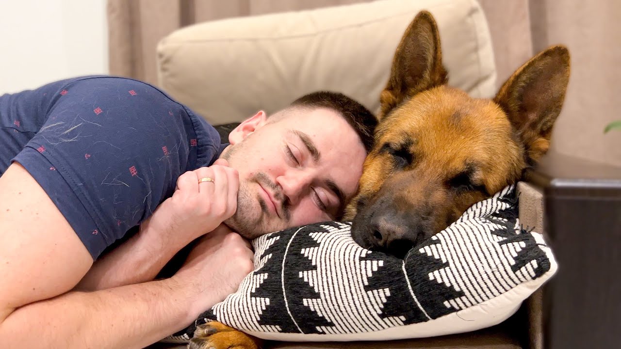 German shepherd loves to sleep with dad