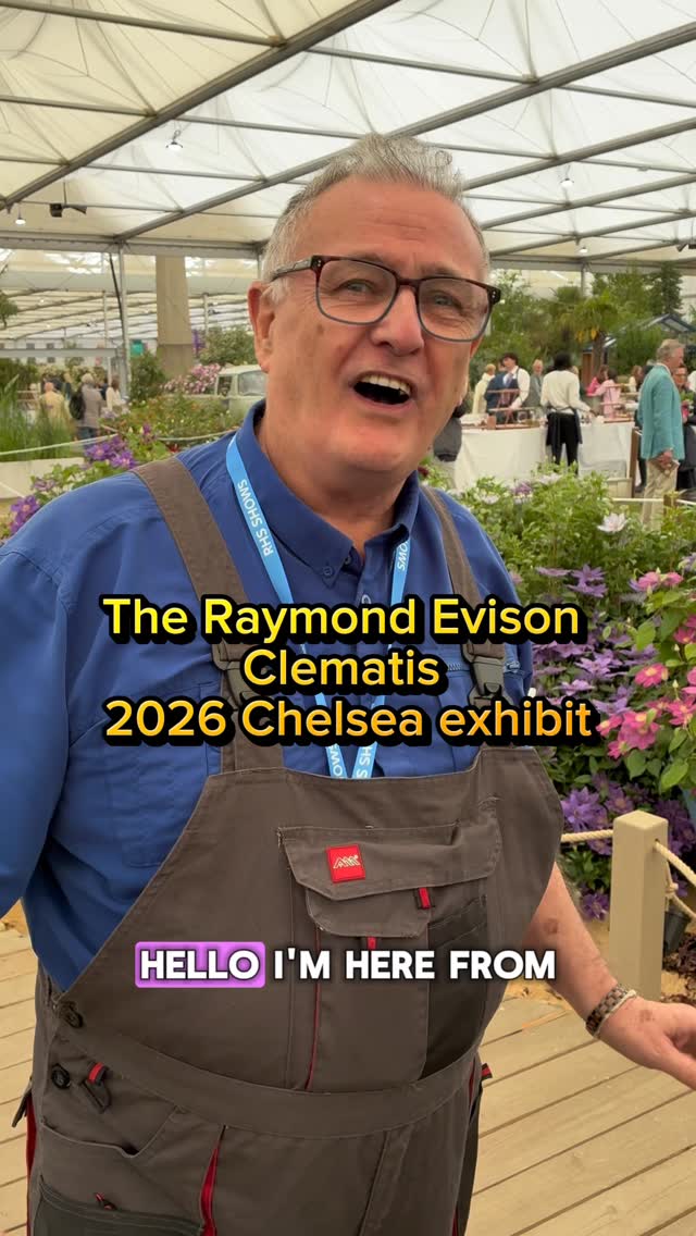 Raymond Evison clematis 2026 Chelsea exhibit