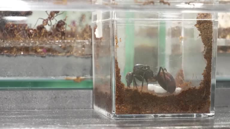 Bangkok cafe lets visitors look into the world of ants