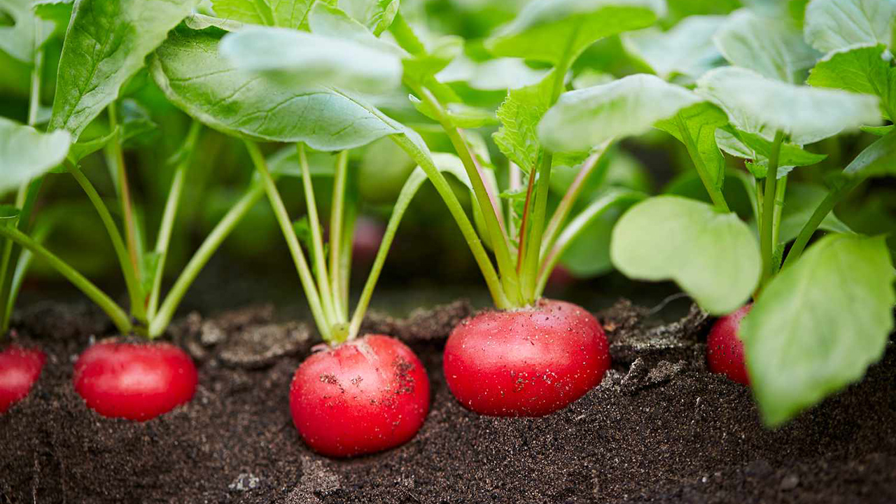 7 fast-growing vegetables you can harvest less than 30 days after planting