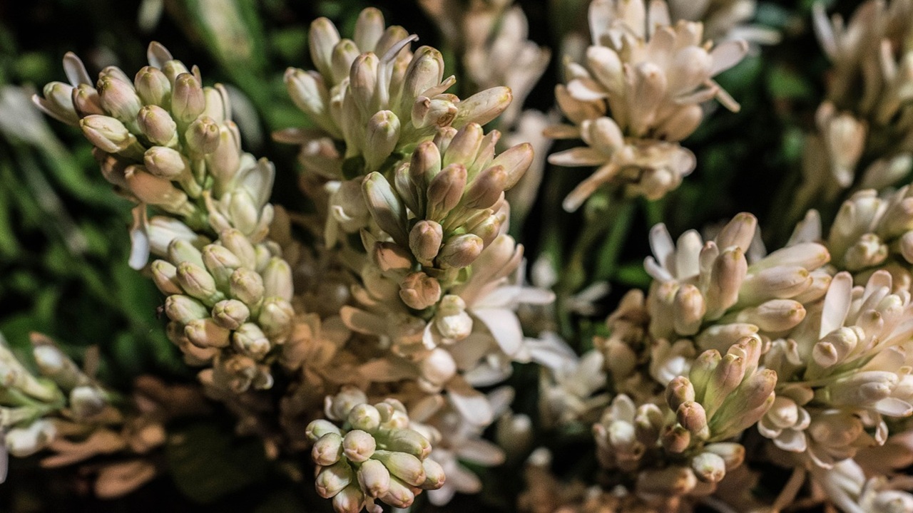 8 fiori e piante perfette per giardini notturni profumati
