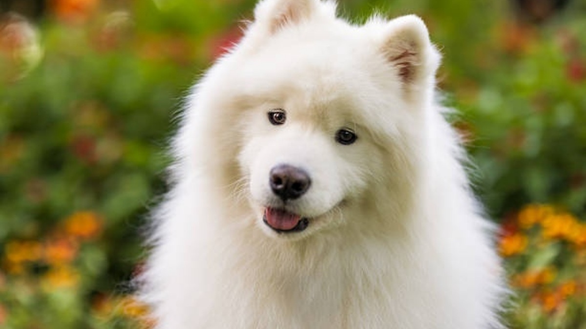What dog breed matches your personality? Your birth month may hold the ...