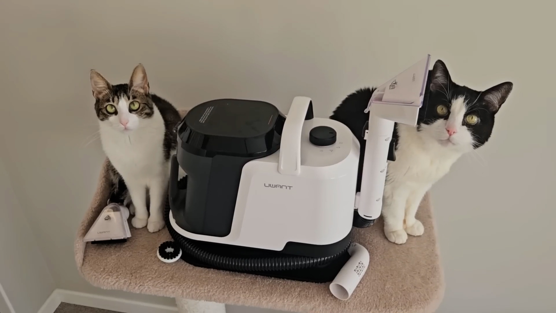 Did these cats survive the vacuum monster?