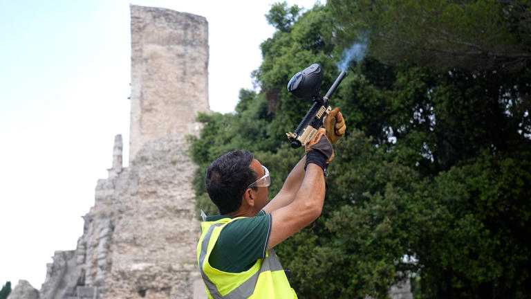 Vidéo. Pascal chasse les chenilles processionnaires au paintball