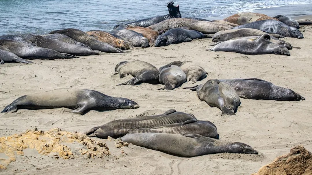 Why more marine animals are washing ashore after severe storms