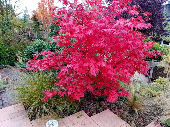 Japanese maples will grow more vibrant in summer if gardeners do 3 key ...