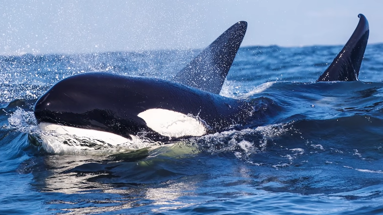 Watch what happens when a 10 ton orca hits a boat - it gets ugly fast