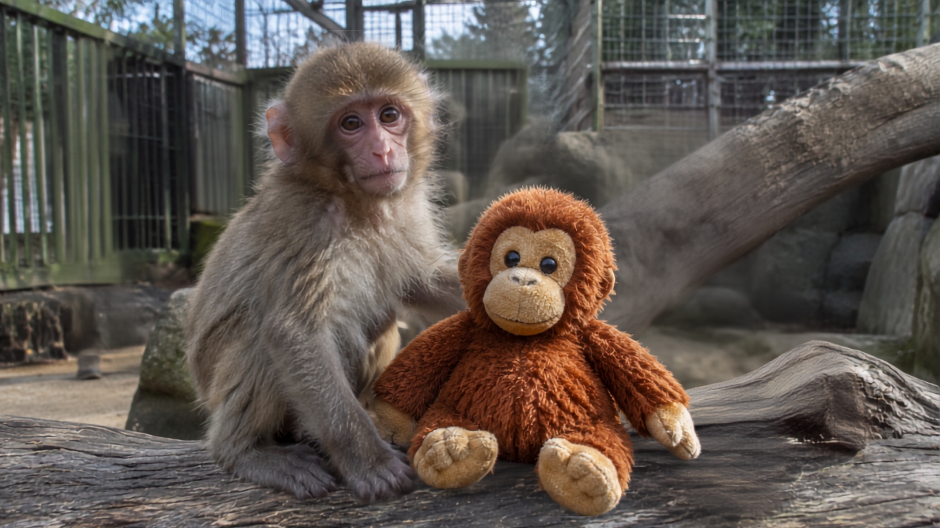 Viral monkey punch unharmed after men enter zoo enclosure in Japan