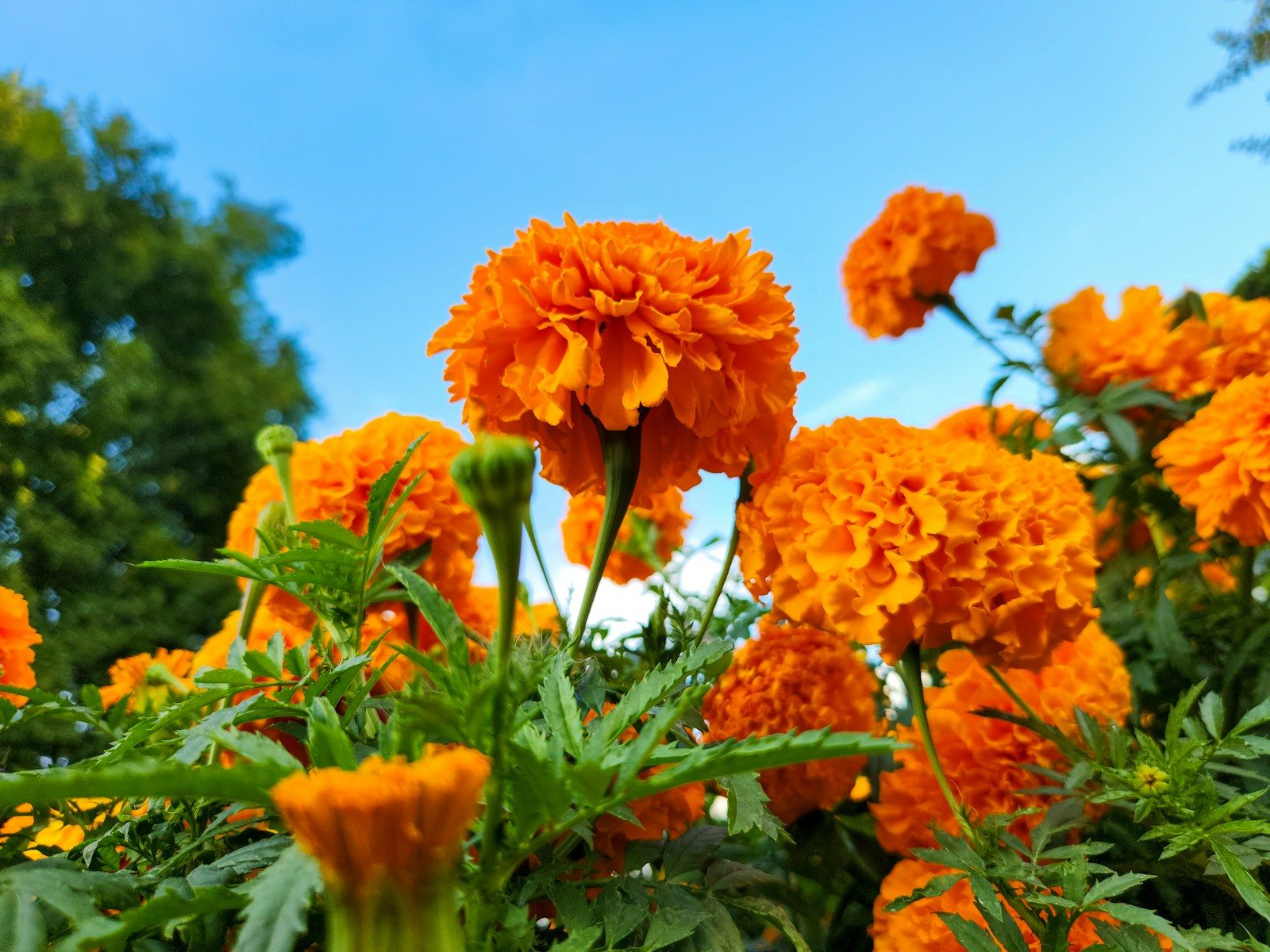 8 flowers that grow quickly and brighten your garden fast
