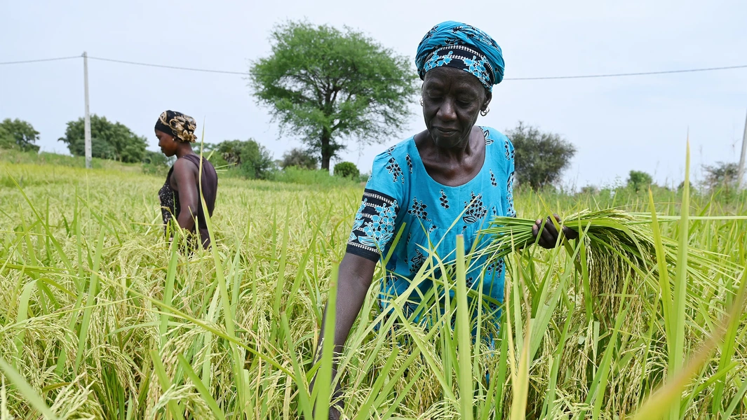 Rice–fish farming cuts disease risk and boosts yields in Senegal