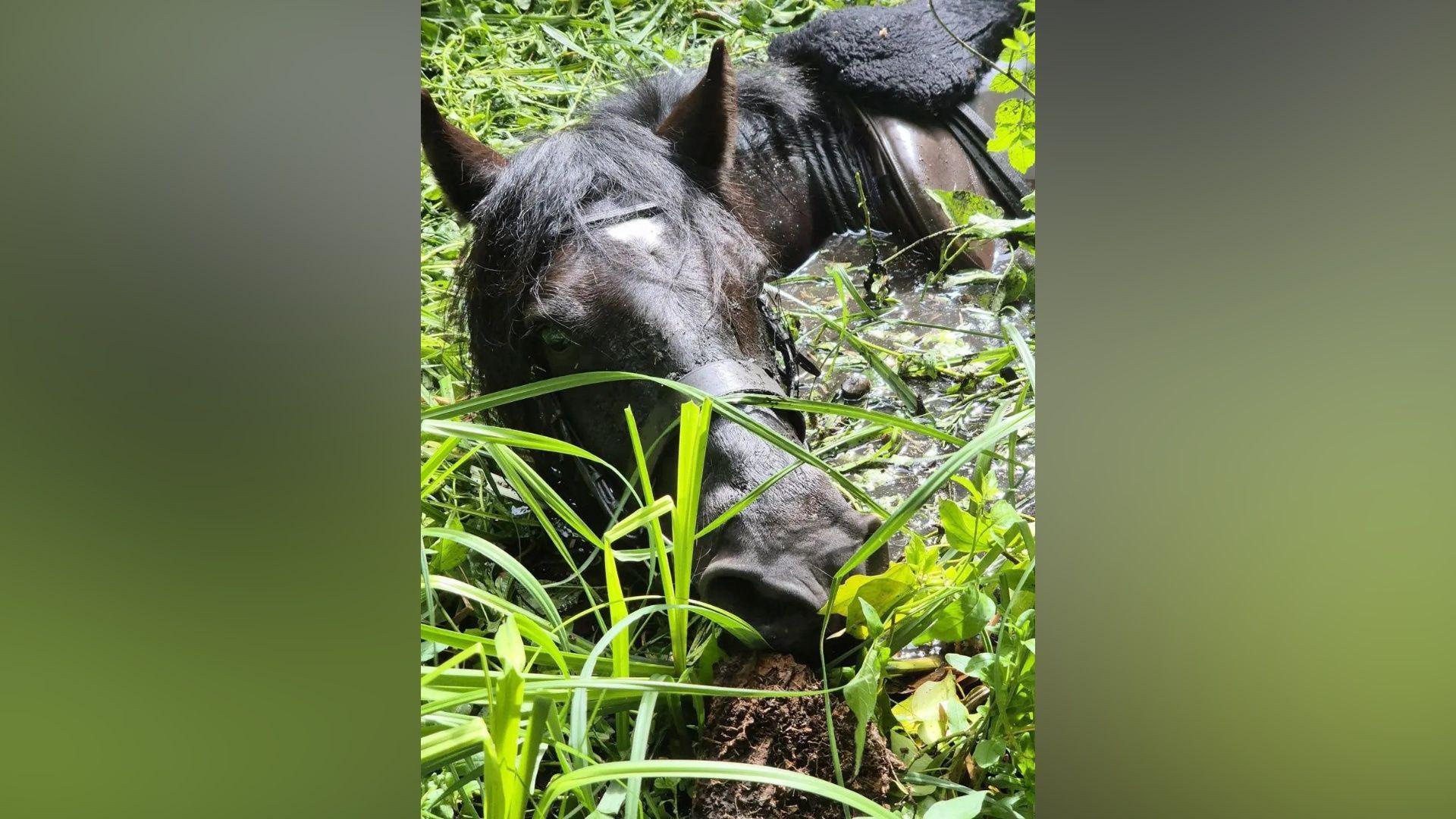 Fire crews save horse stuck up to its neck in river